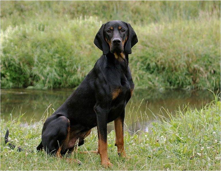 Polskie rasy psów | CiekawostkiHistoryczne.pl